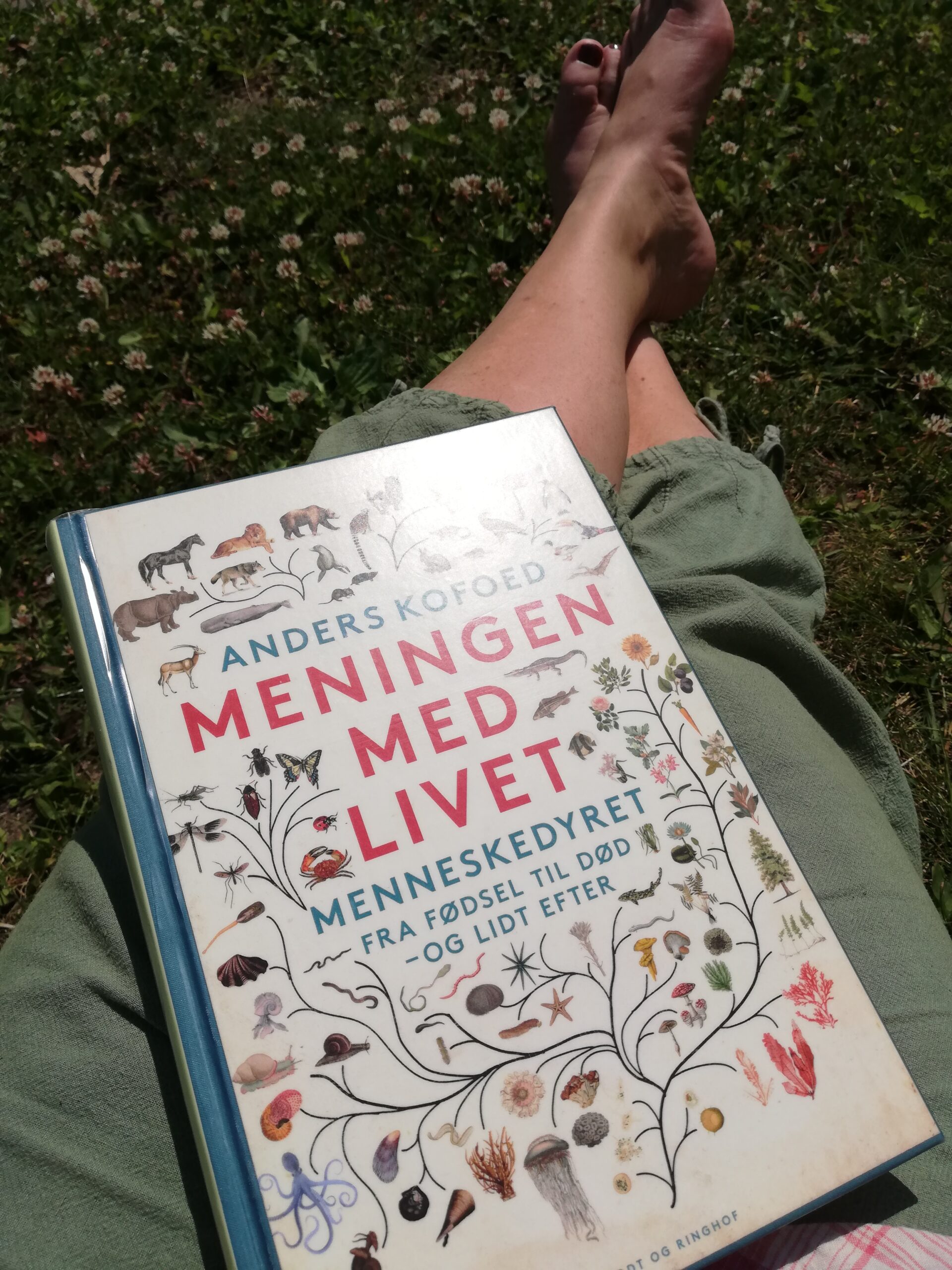 Meningen med livet af Anders Kofoed - Gyseren